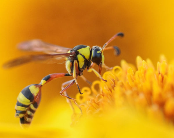 Welke insecten zijn er in Nederland? – Insectenhotels.com